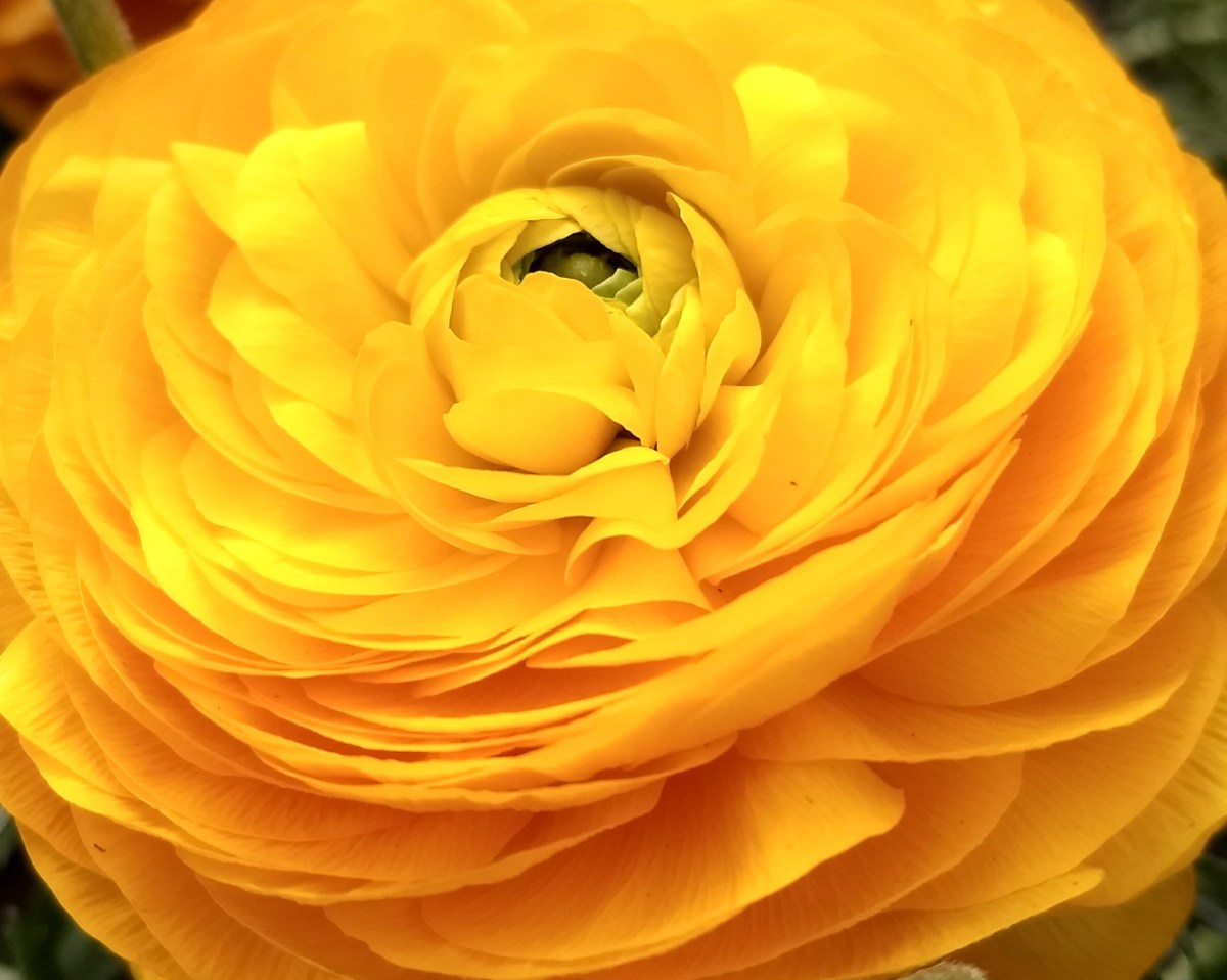 Raising the Next Generation Well – Tending Hearts